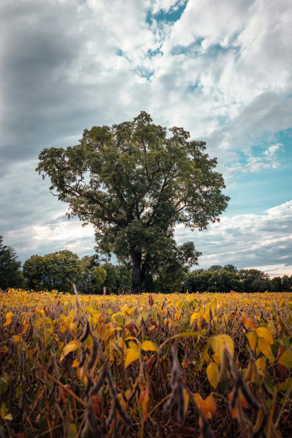 Nathan Snelgrove | Cameras